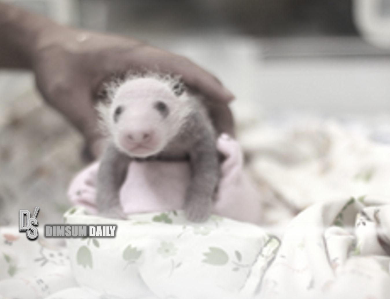 Twin panda cubs now two weeks old - Dimsum Daily