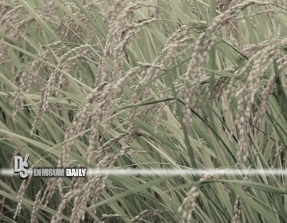 Japan faces rice shortage due to rising demand and production policies ...