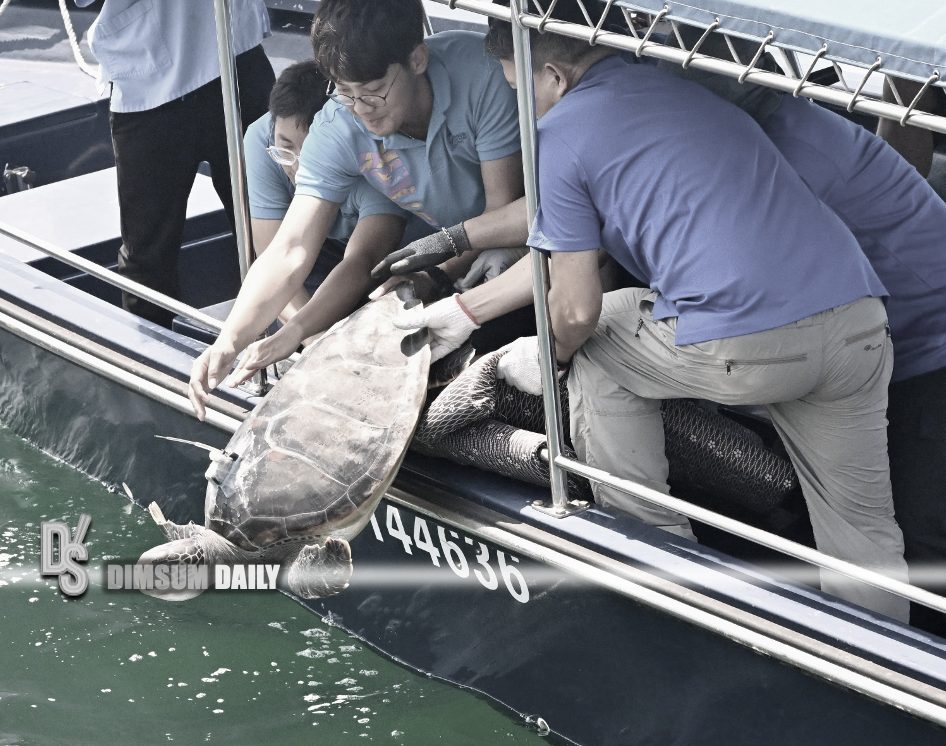 AFCD releases rescued green turtle back into southern waters of HK ...