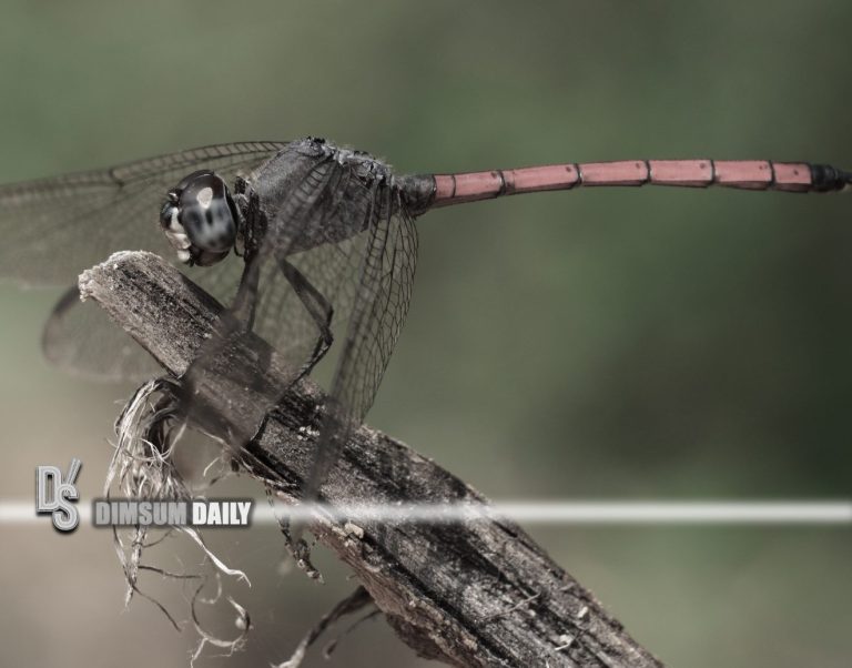Rare dragonfly spotted for first time near Tung Chung River