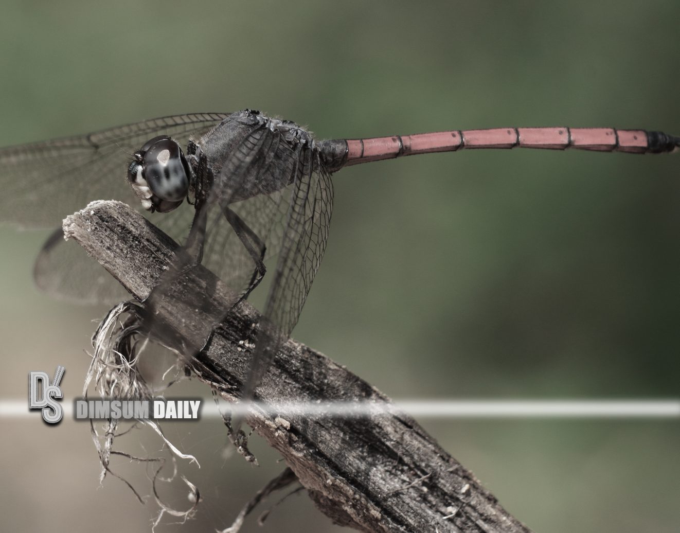 Rare dragonfly spotted for first time near Tung Chung River
