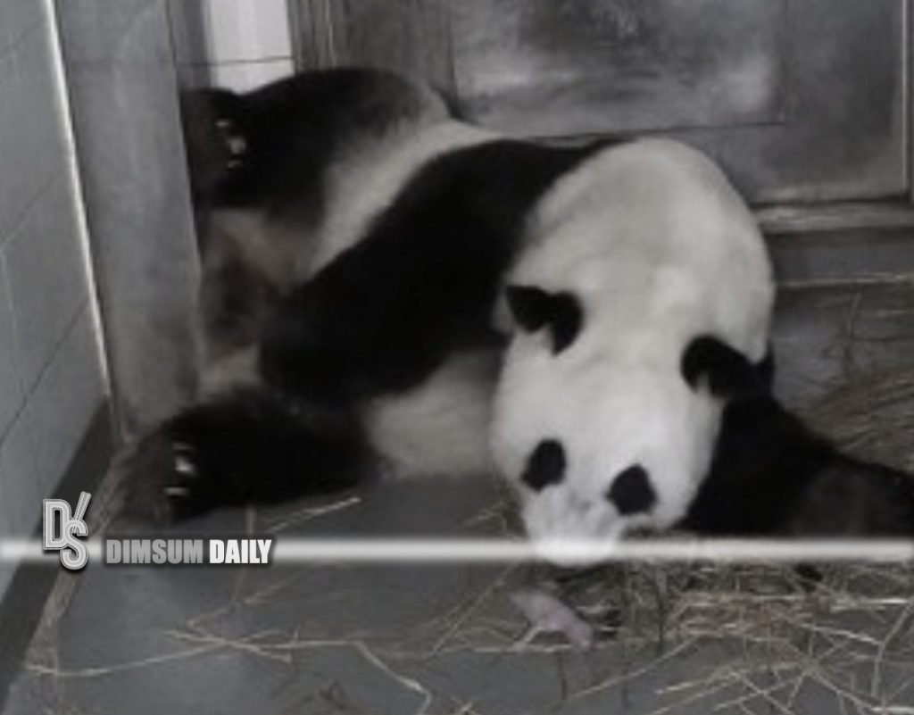 Ocean Park considers live broadcasts of Hong Kong’s panda cubs as they ...