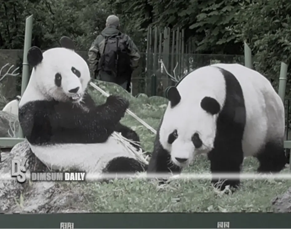 Giant pandas Yang Yang and Yuan Yuan return to China after successful ...