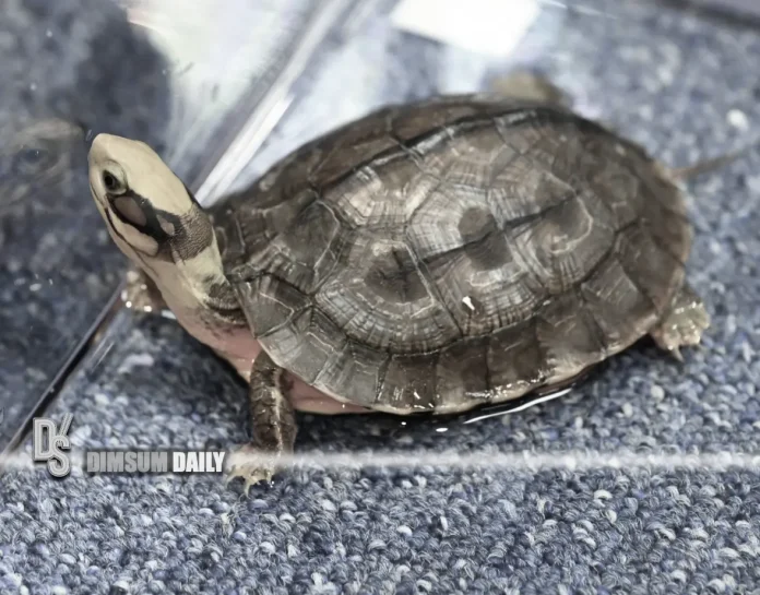 Man sentenced to 15 months for illegal possession of endangered turtles