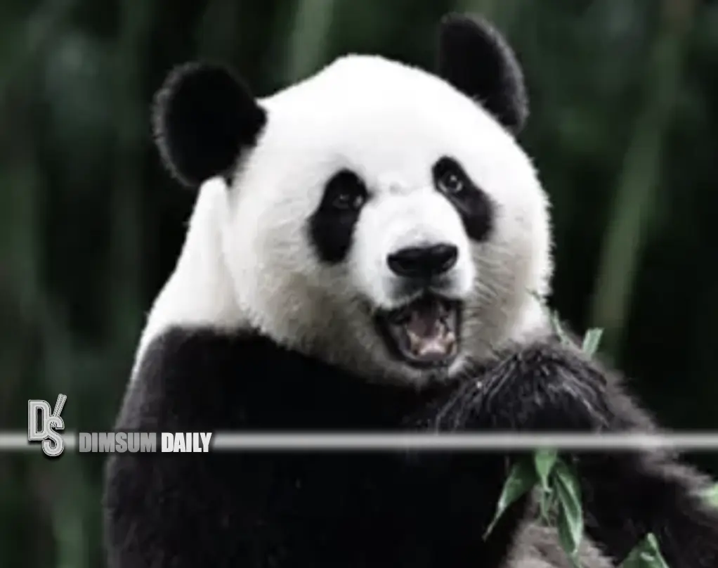 Giant pandas An An and Ke Ke depart for Hong Kong early morning today ...