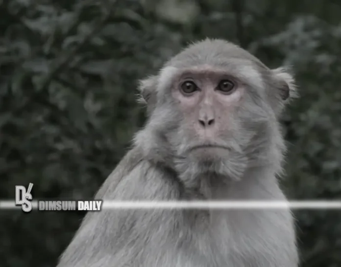 Monkey attack injures 12-year-old girl during outing at Shing Mun ...