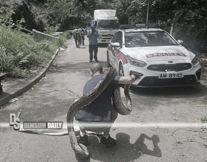 Giant python captures deer in Discovery Bay - Dimsum Daily
