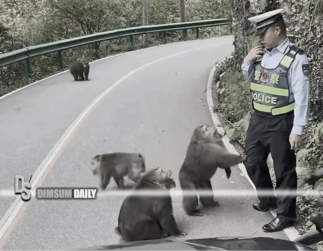 Hilarious monkey encounter blocks road and baffles police in China ...