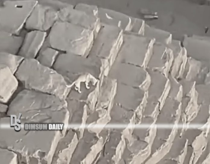 Dog captivates viewers as it casually descends Great Pyramid of Giza ...