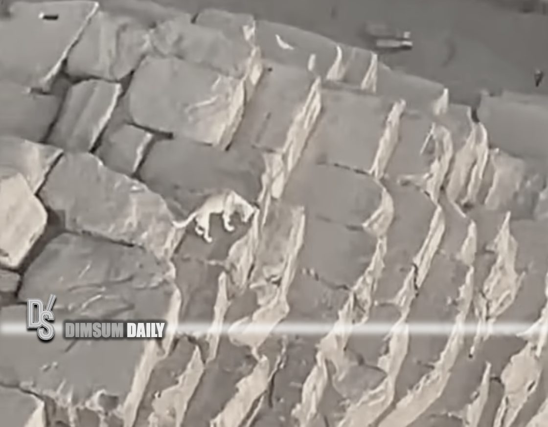 Dog captivates viewers as it casually descends Great Pyramid of Giza ...