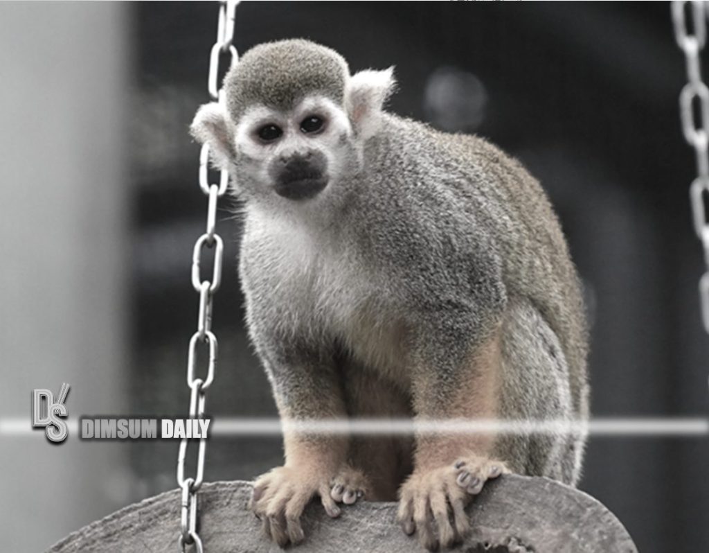 Hong Kong zoo reports death of Common Squirrel Monkey, marking tenth ...
