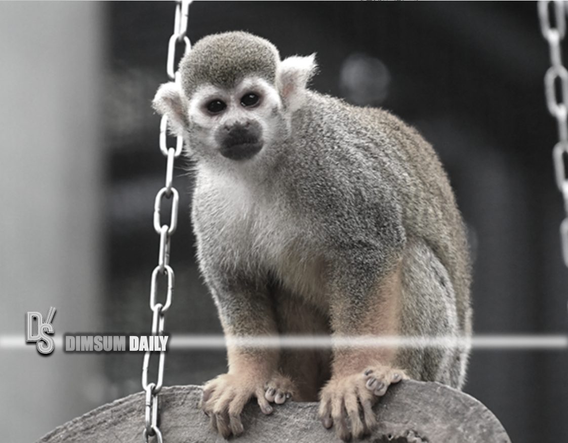 Hong Kong zoo reports death of Common Squirrel Monkey, marking tenth animal fatality since 13th ...