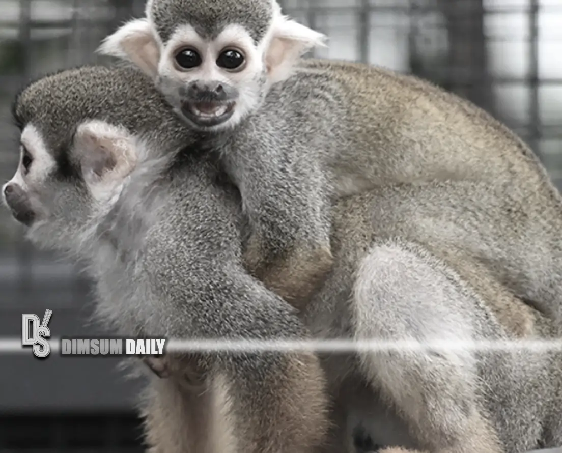 Eleventh monkey death reported in Hong Kong zoo during disease outbreak