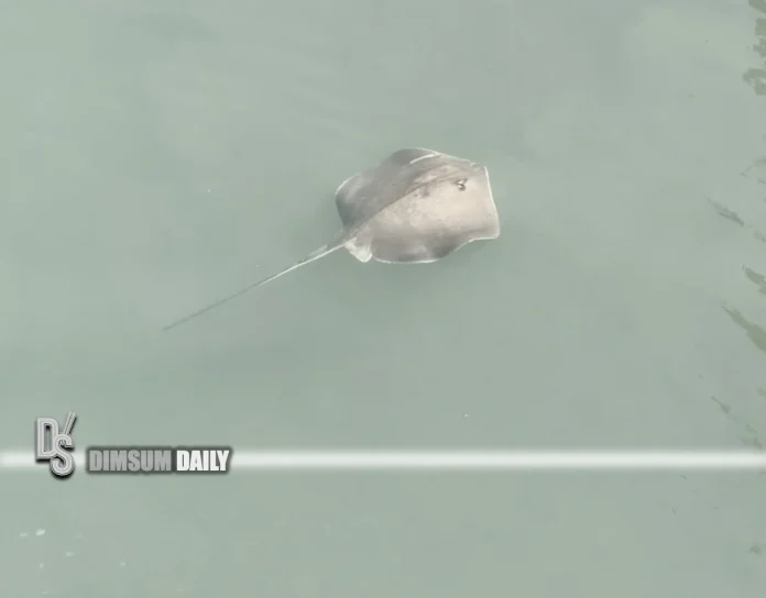 Rare devil fish spotted in Lam Tsuen River, Tai Po