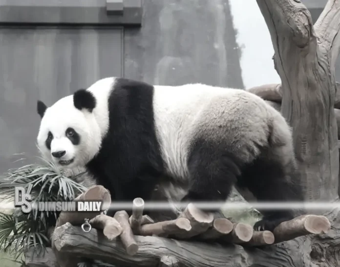 Overwhelming response to Hong Kong's Giant Panda Naming Competition ...