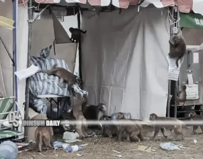 Monkeys ransack supplies at Oxfam Trailwalker checkpoint ahead of event