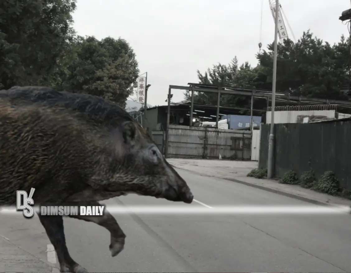 Man hospitalised after wild boar attack in Heung Yuen Wai