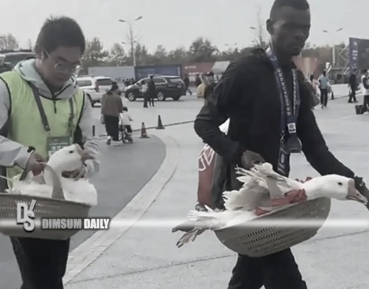 Marathon winners in Anhui receive live geese as prizes, forcing ...
