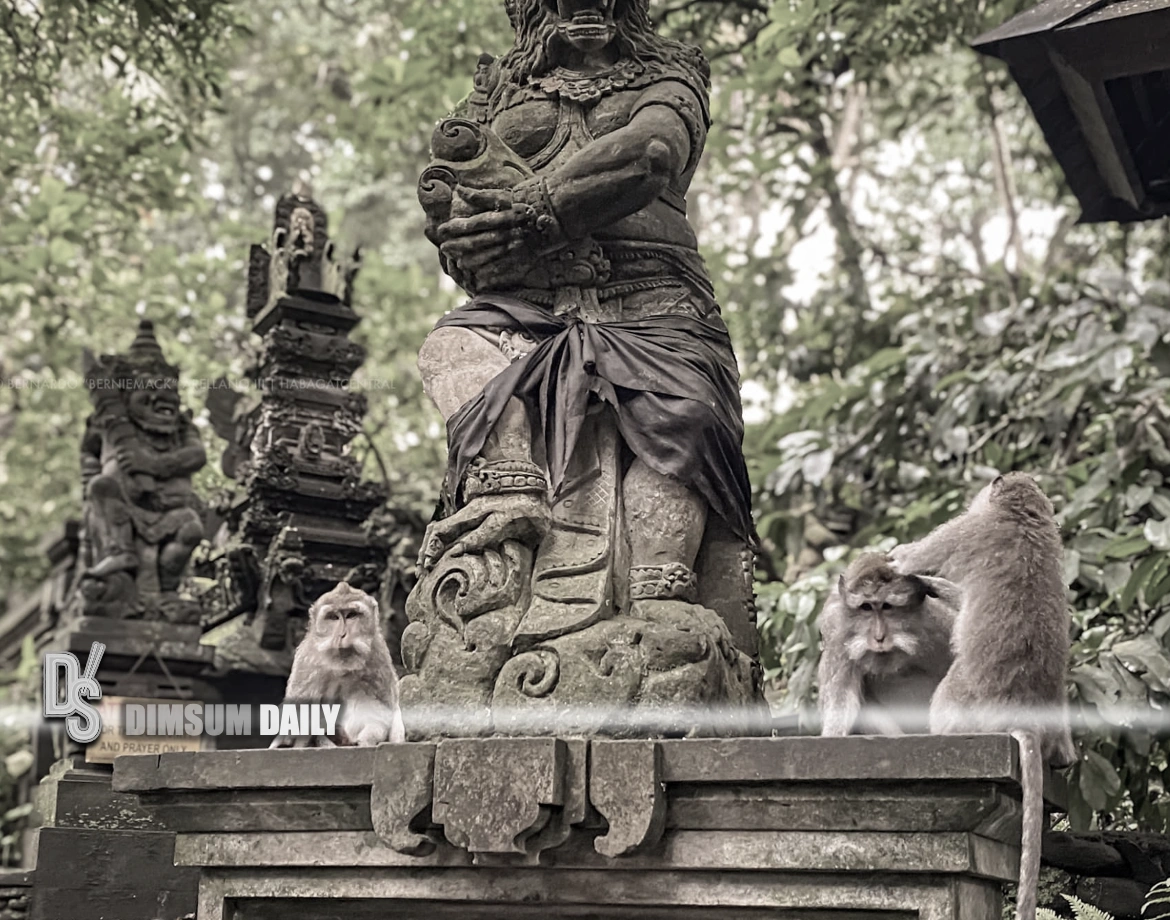 Fatal tree fall claims lives of two tourists in Bali Sacred Monkey ...