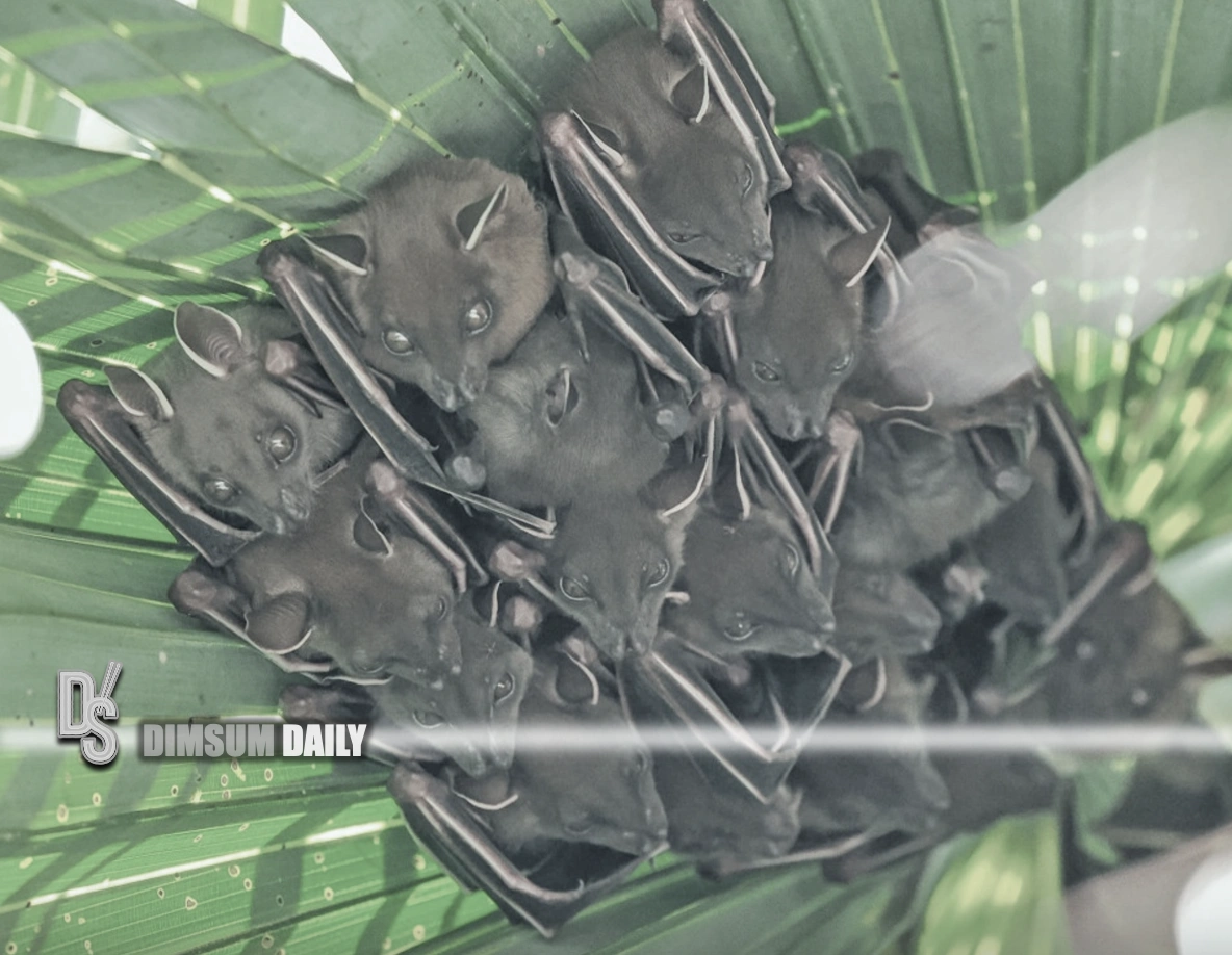 Bizarre formation of 18 bats spotted in Hong Kong