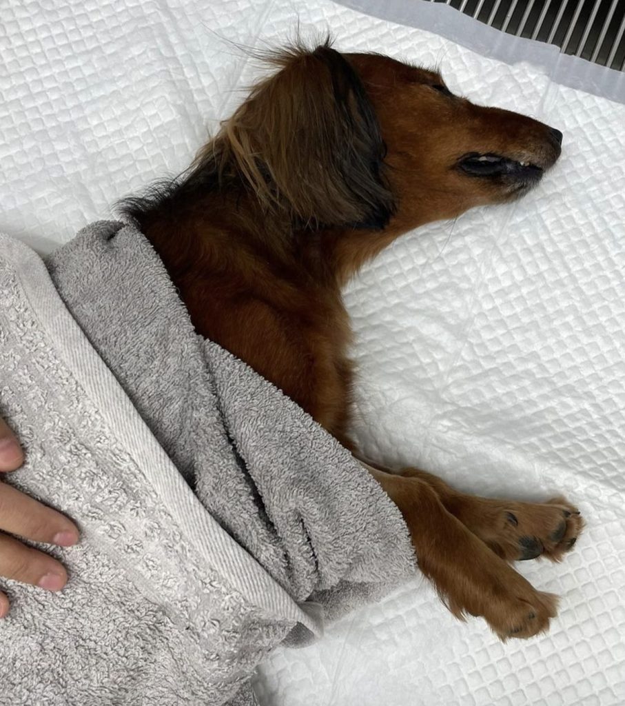 Former Miss HK Lisa Marie Tse's dogs die after allegedly consuming ...