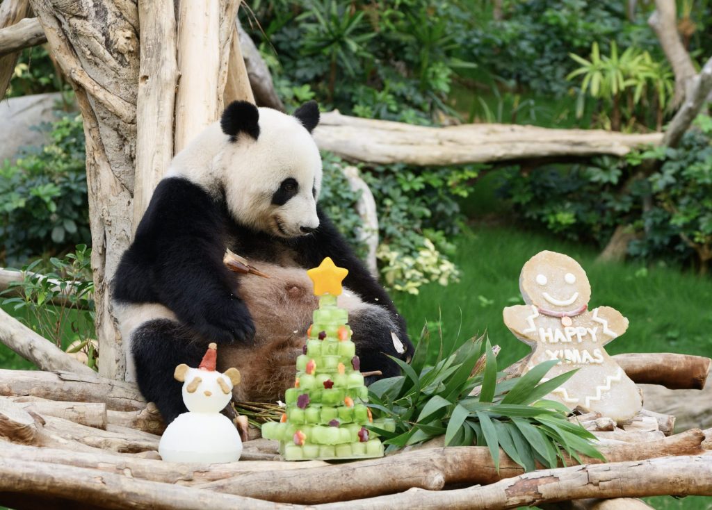 Ocean Park celebrates the holidays with giant pandas and festive ...