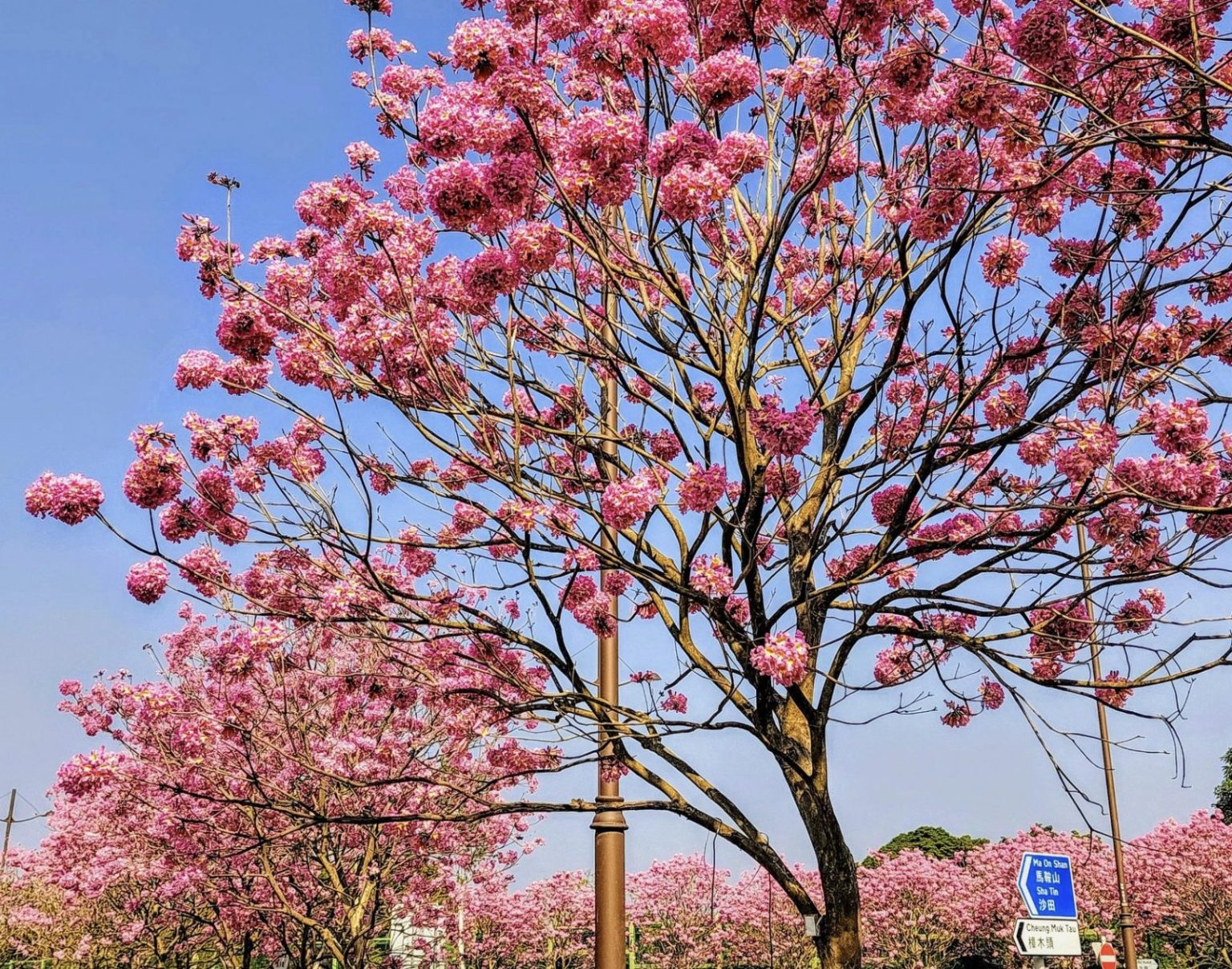 Sai Sha Road blooms with Pink Trumpet Trees