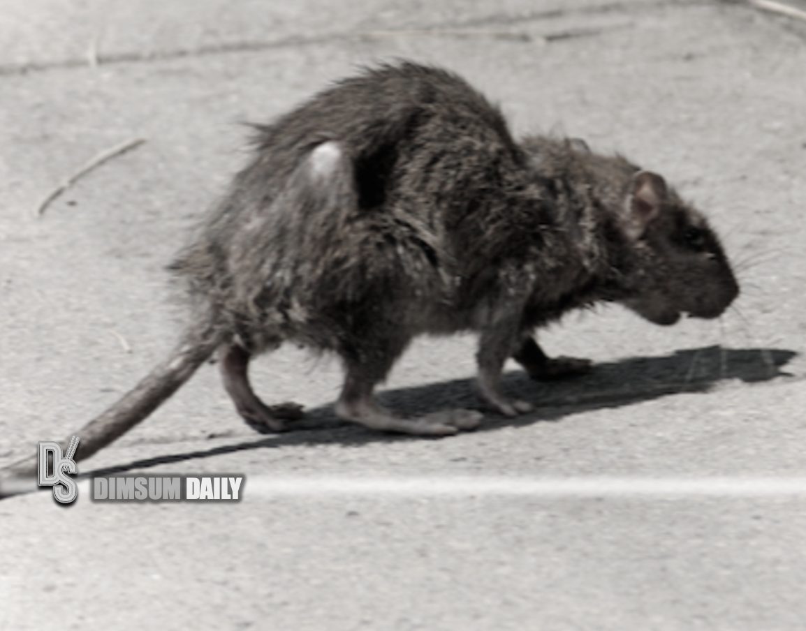 FEHD launches anti-rodent charter to combat urban pests