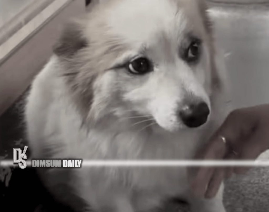 Rescued dog Pudding found after fatal Jeju Air flight 2216 crash