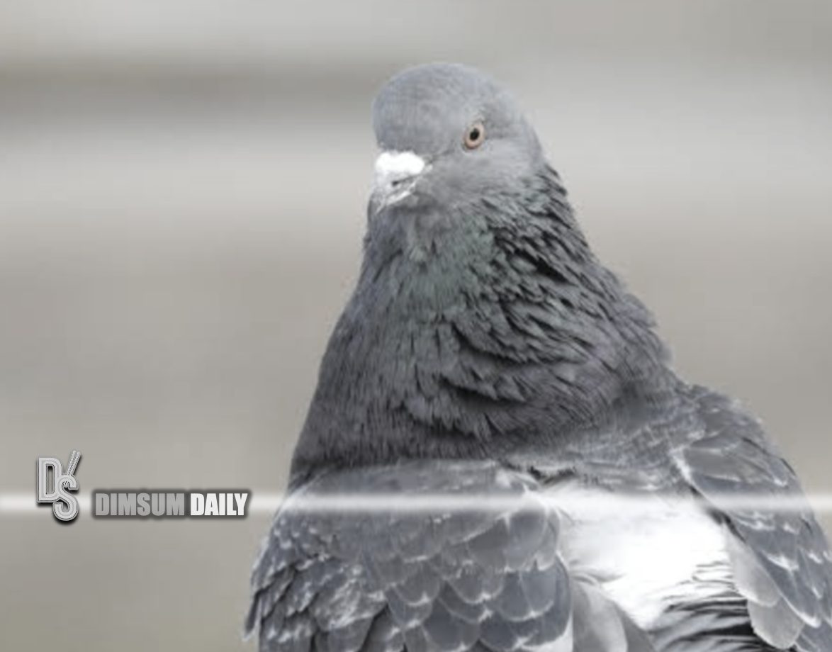Second case of mutilated pigeon in five days investigated in Hong Kong