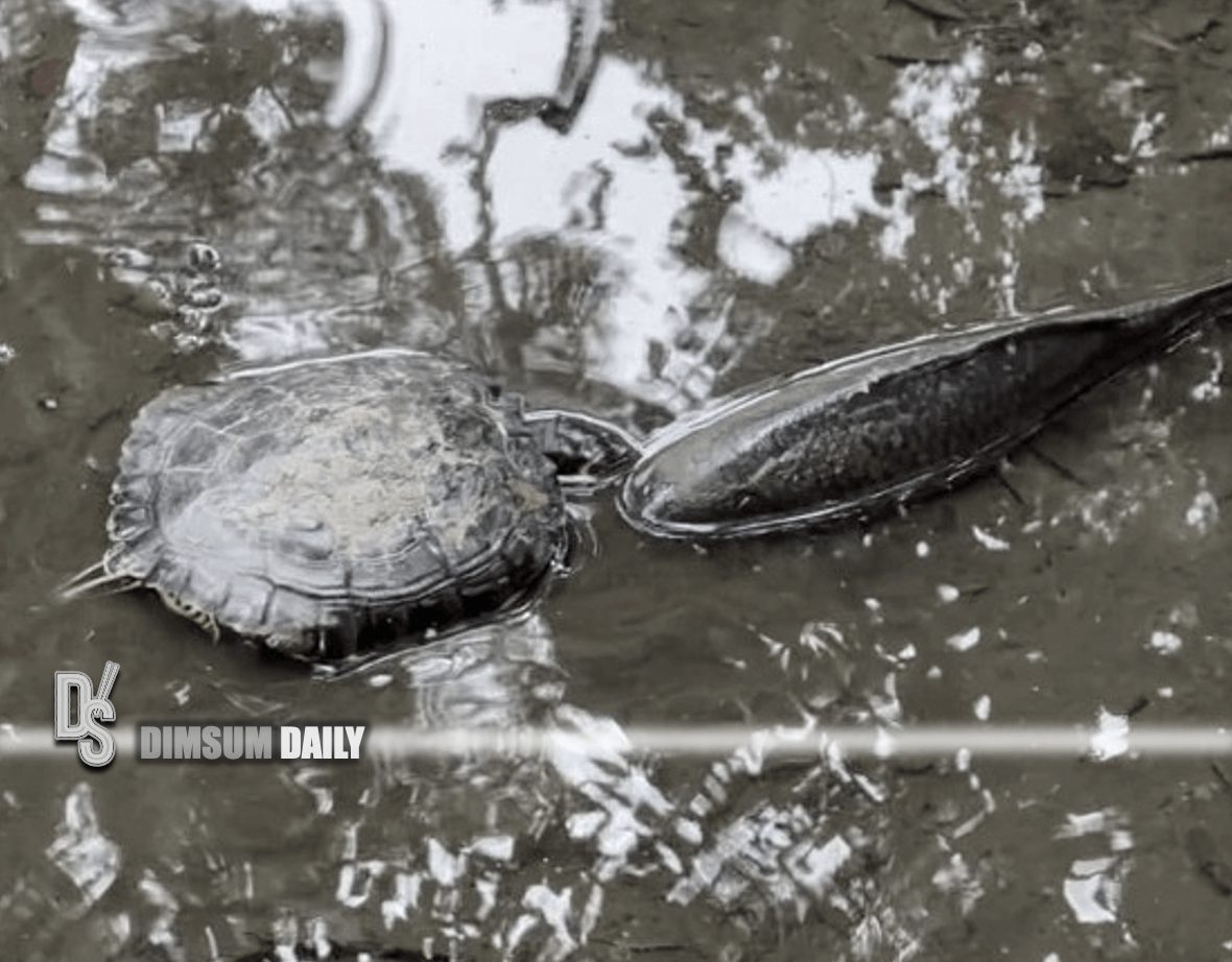 The Turtle's Inn-1 - Dimsum Daily