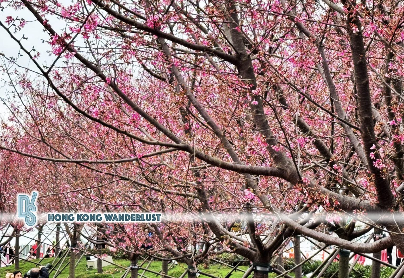Cherry Blossom Garden at Hong Kong Airport opens for spring