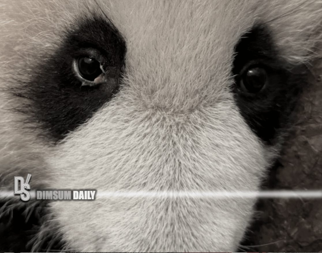 Panda sister suffers eye injury during play, treatment underway