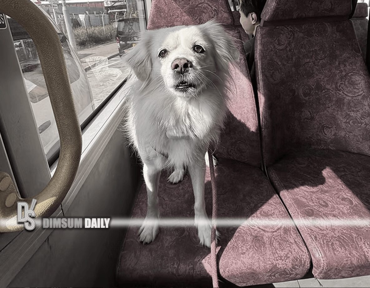 Kowloon Motor Bus launches new "Pet Bus" routes for animal lovers