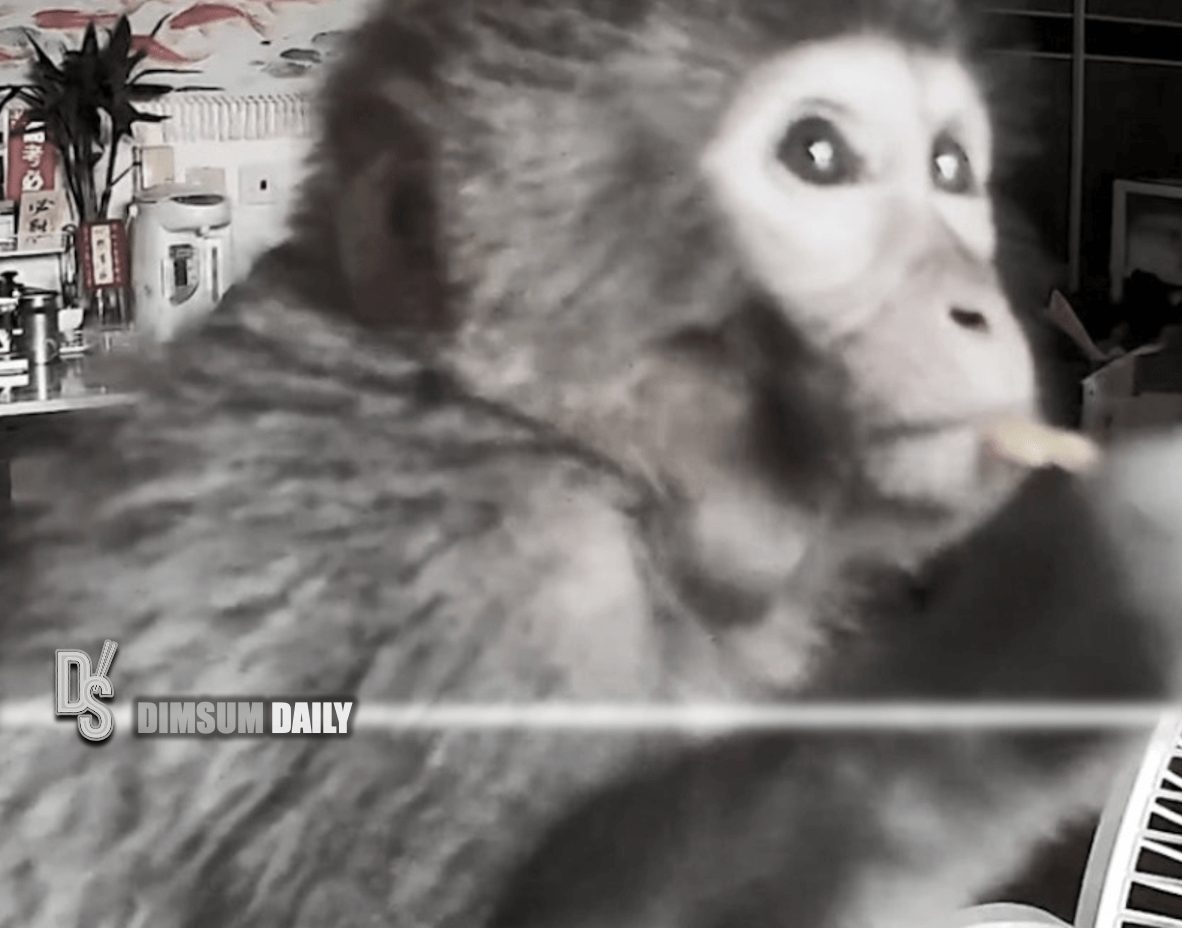 Monkey invades Sha Tin home and enjoys fruit feast before being scared ...