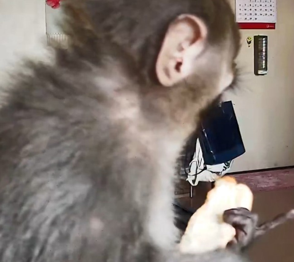 Monkey invades Sha Tin home and enjoys fruit feast before being scared ...
