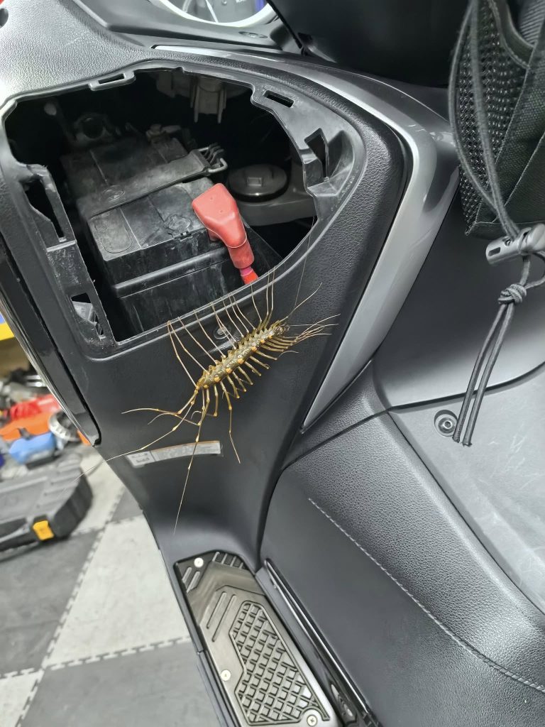 Hong Kong mechanic expresses shock to finds house centipede in car