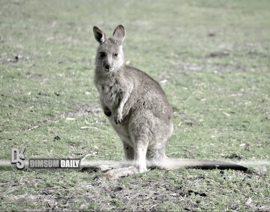 Australian man charged with animal cruelty and firearm offences in ...