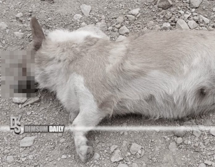 Investigation launched into Corgi's death in Pat Heung following ...