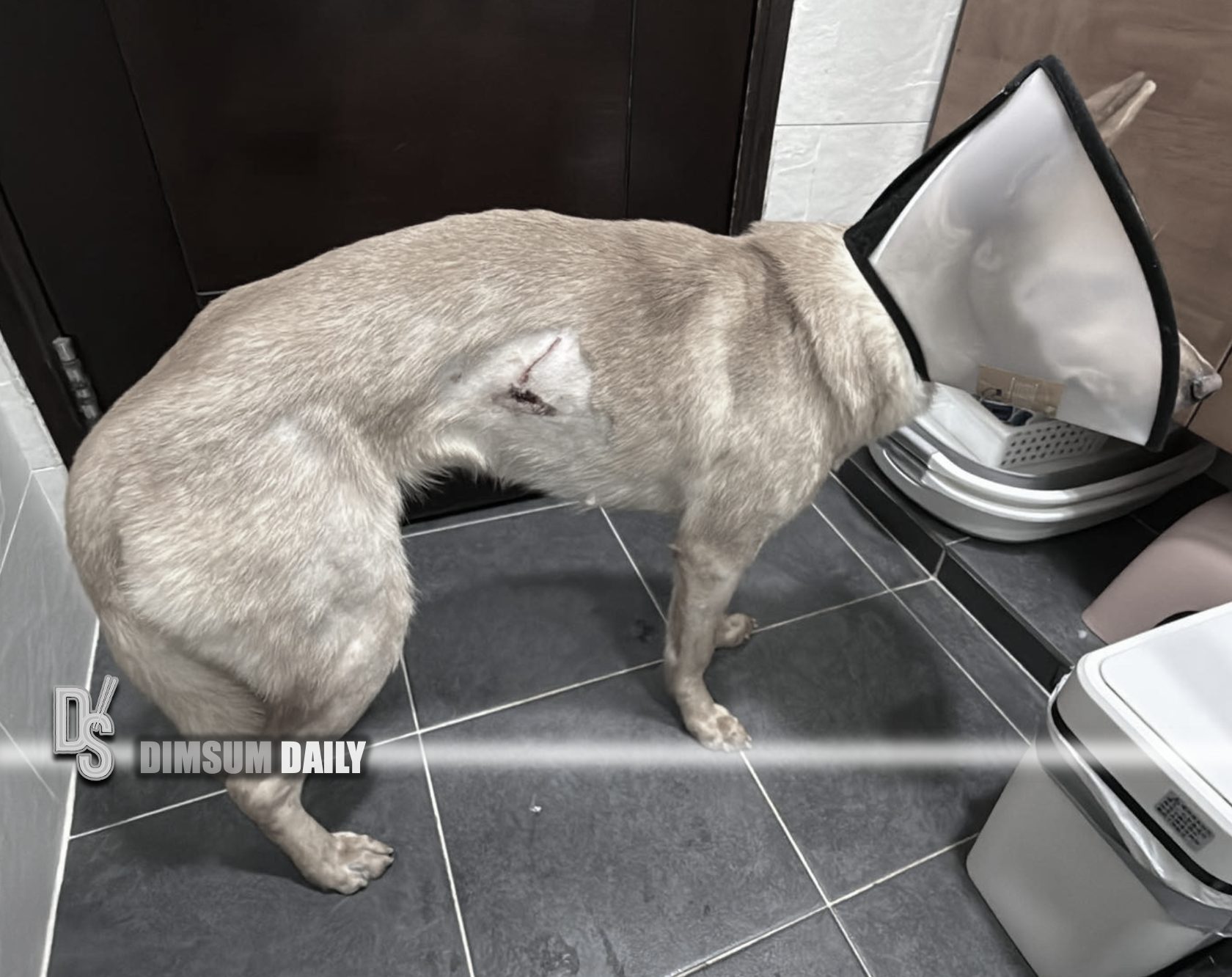 Pet dog injured in attack at Tuen Mun park triggers debate over owner’s ...