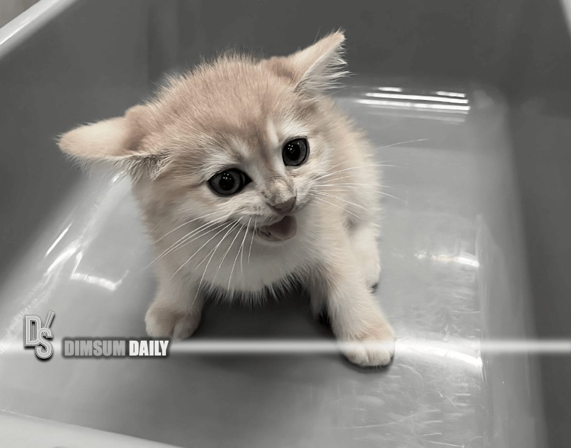 Hong Kong Customs cracks down on animal smuggling in "Pet Guardian ...