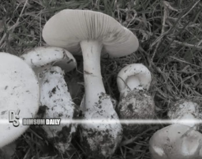 NSW issues health warning as poisonous mushrooms detected in Sydney