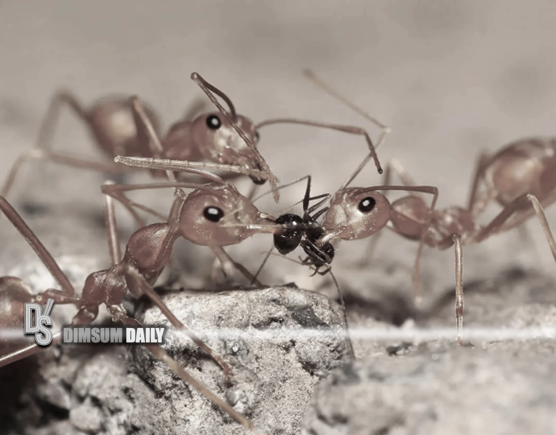 Japanese authorities discover large infestation of red imported fire ...