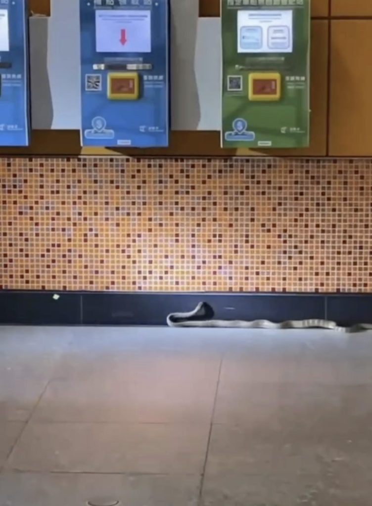 1.5-metre snake captured at MTR Kai Tak Station