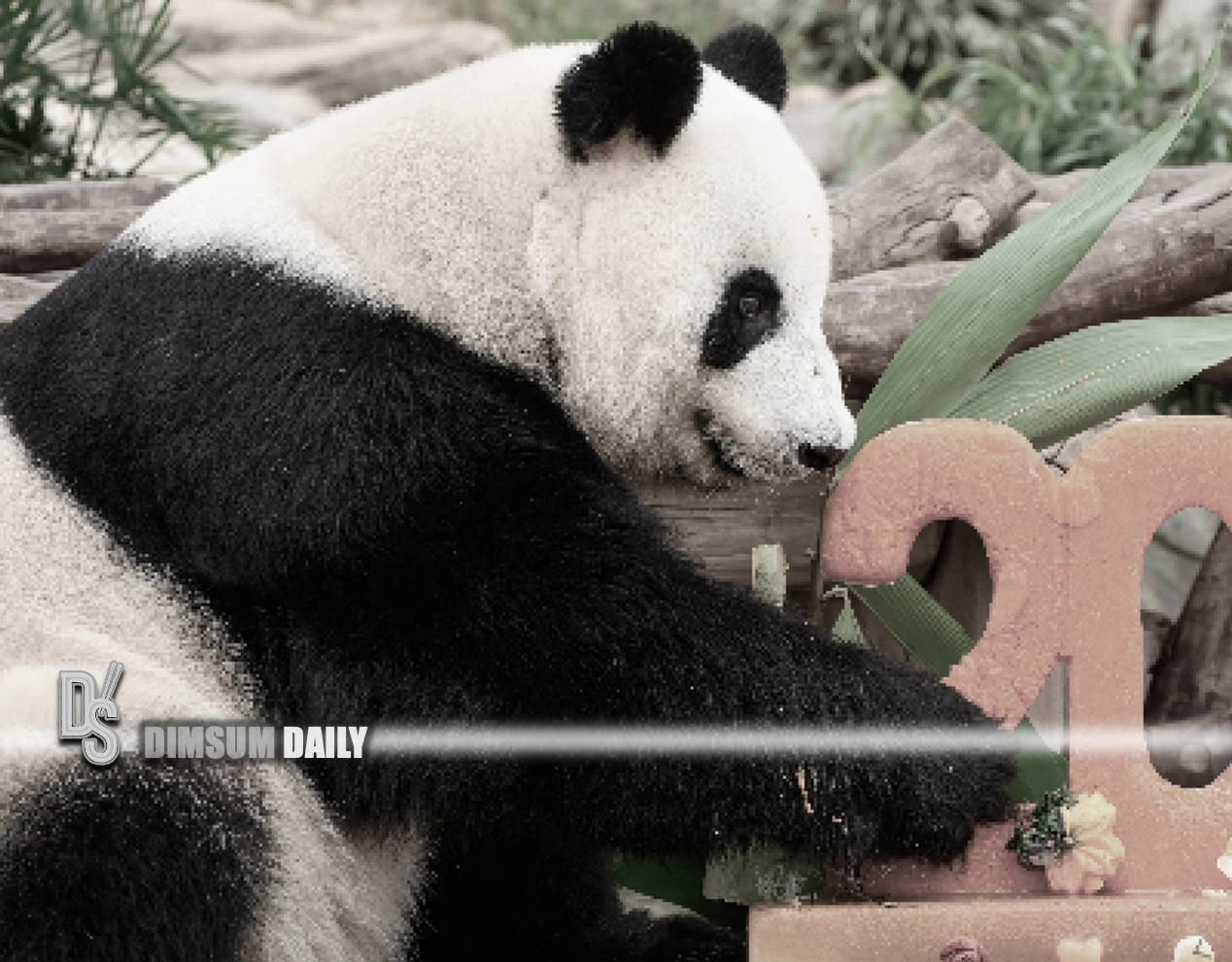 Ocean Park celebrates Ying Ying and Le Le's 20th birthday with Häagen ...