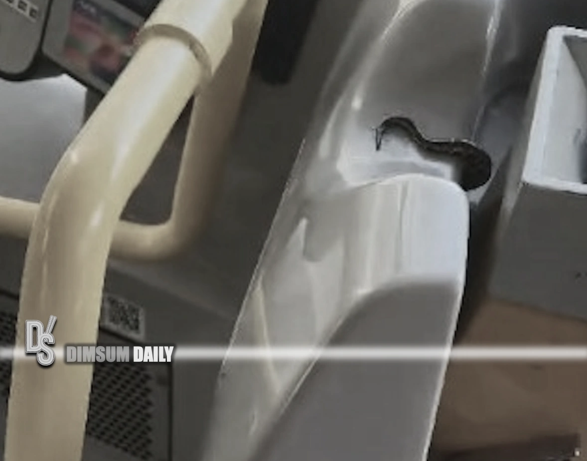 Snake spotted on KMB bus during journey from Tai Po to Jordan