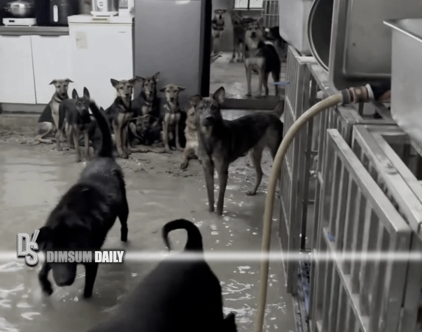 Black Rainstorm hits Tuen Mun dog shelter, Stray Paw Alliance describes ...