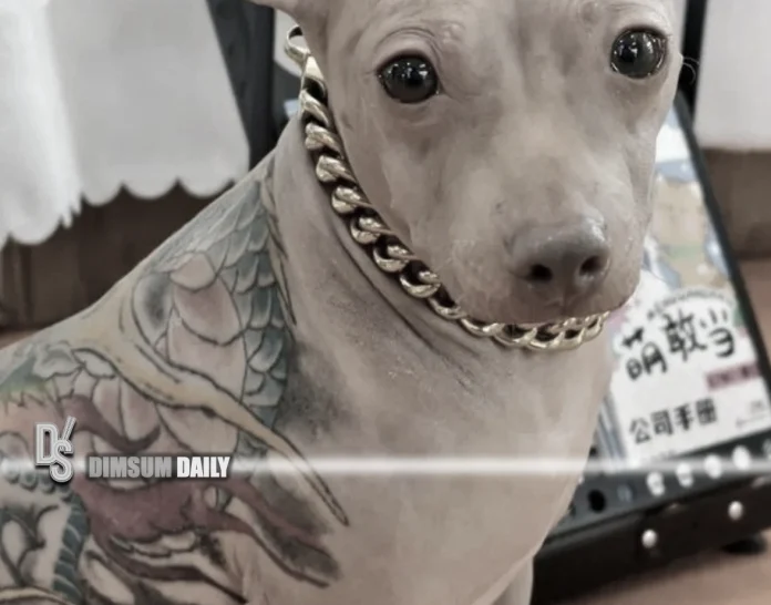 Tattooed dog spotted at Shanghai pet expo