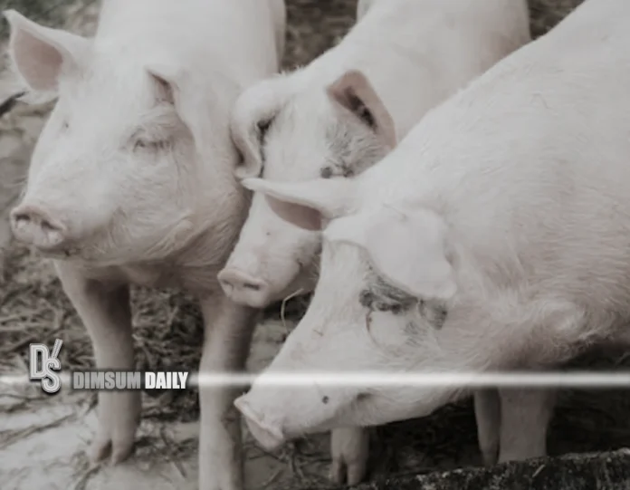 Genetically modified pig lung successfully transplanted into human body ...