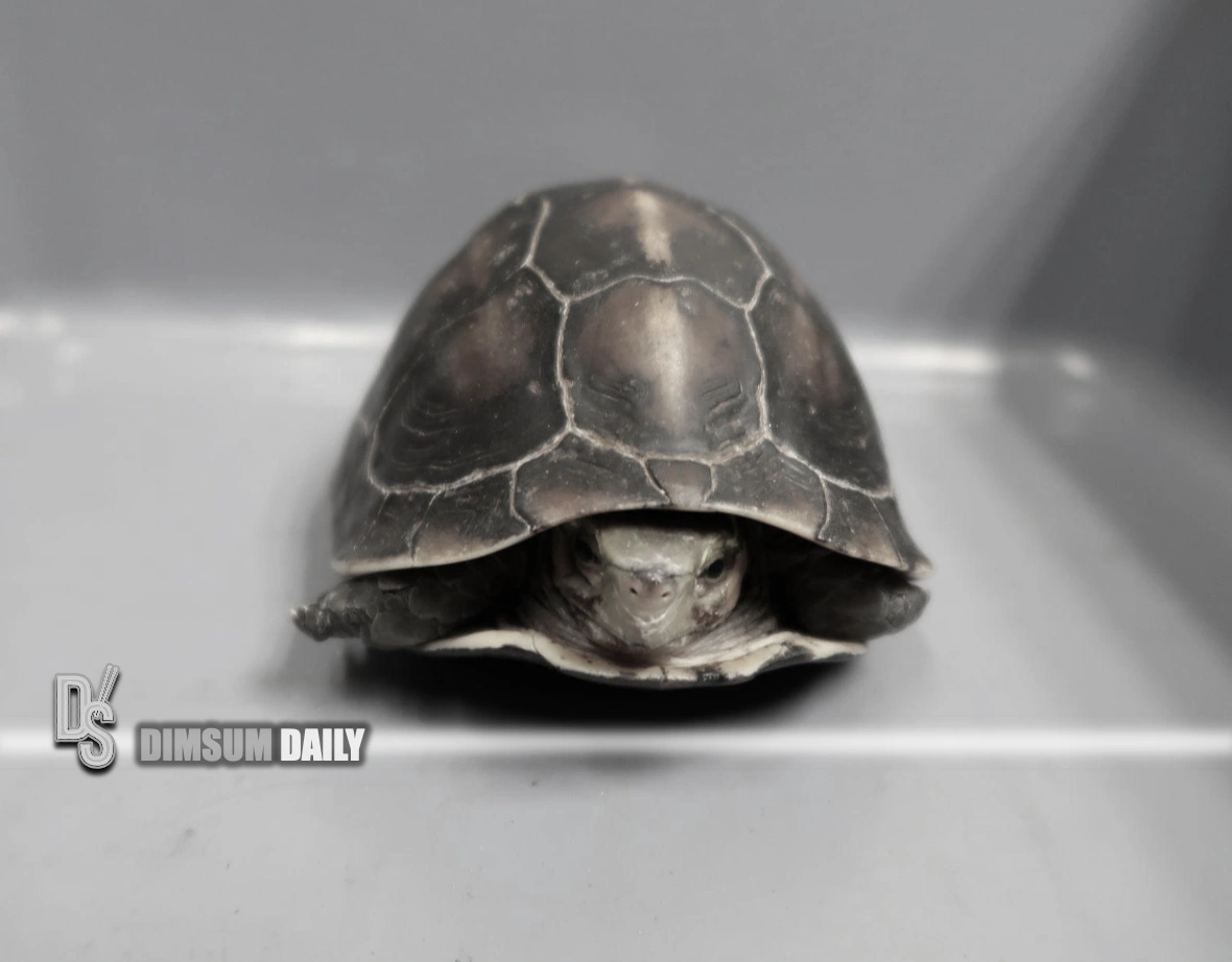 Hong Kong Customs seizes 2,139 endangered turtles in major smuggling bust
